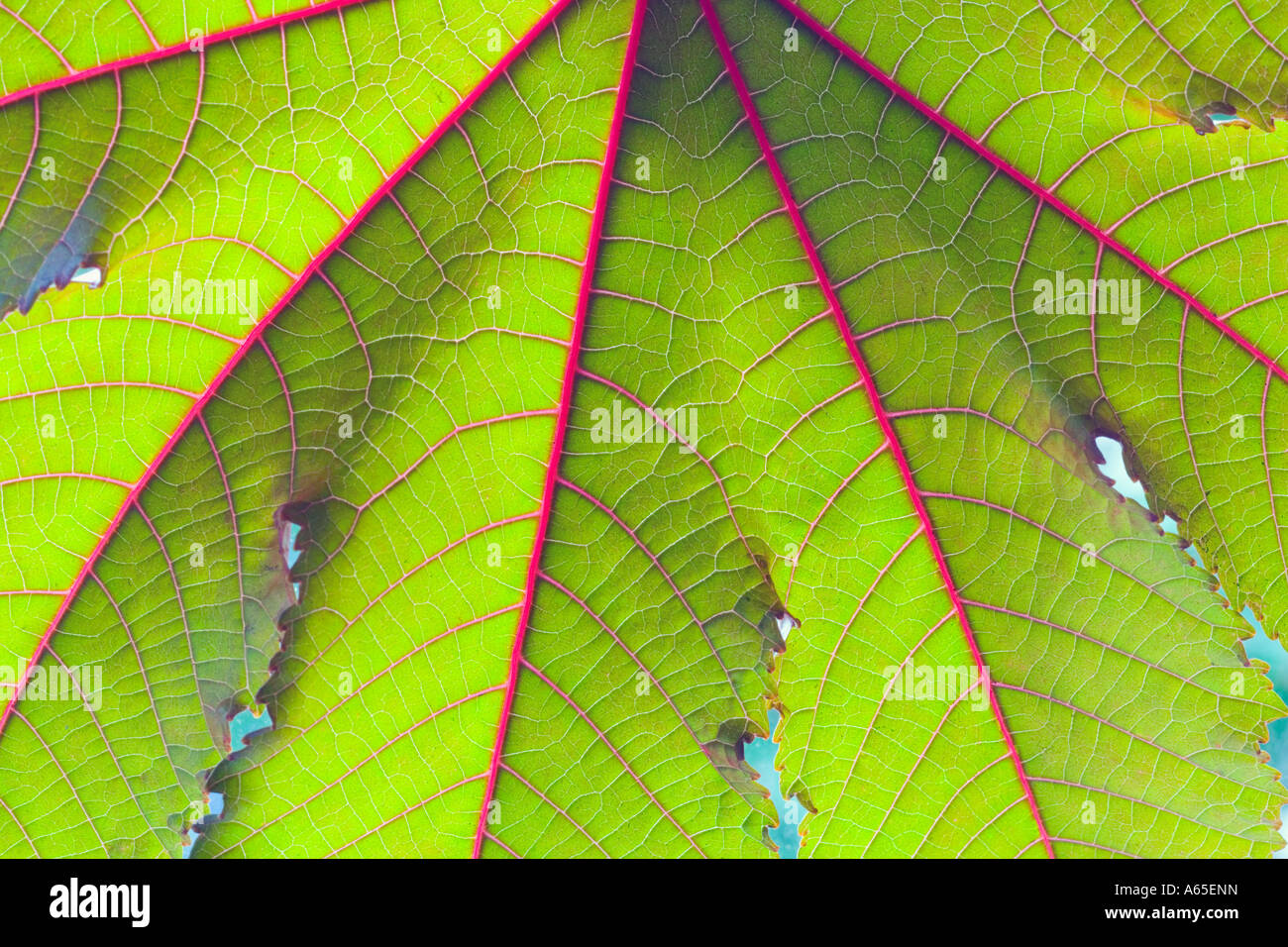 Closeup view of a plant leaf with red viens Stock Photo - Alamy