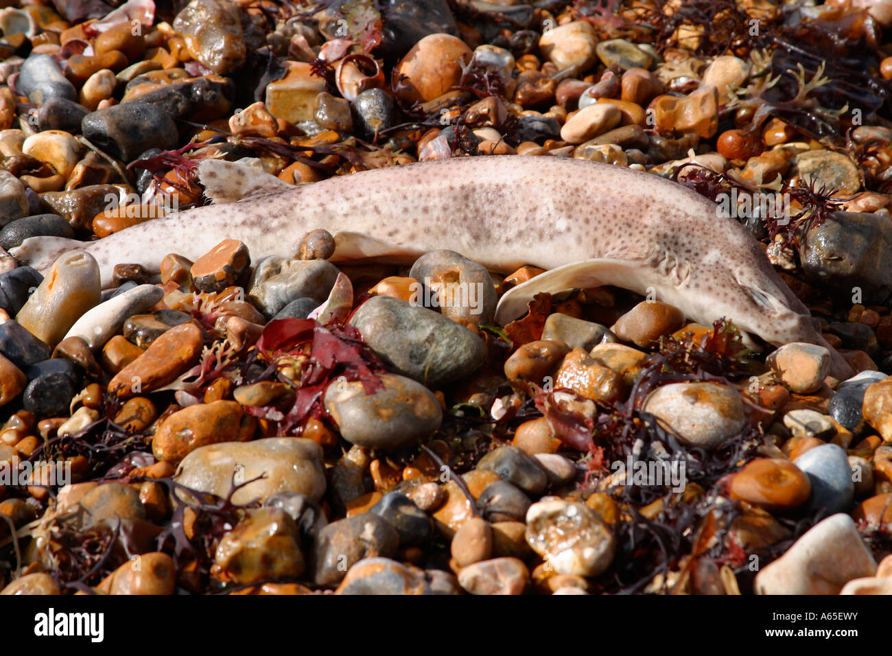 Lesser Spotted Dogfish washed up on beach in Sussex Stock Photo - Alamy