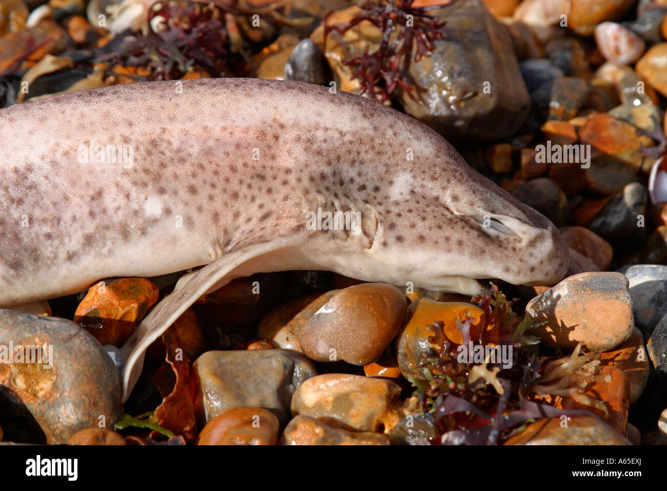 Lesser Spotted Dogfish washed up on beach in Sussex Stock Photo - Alamy