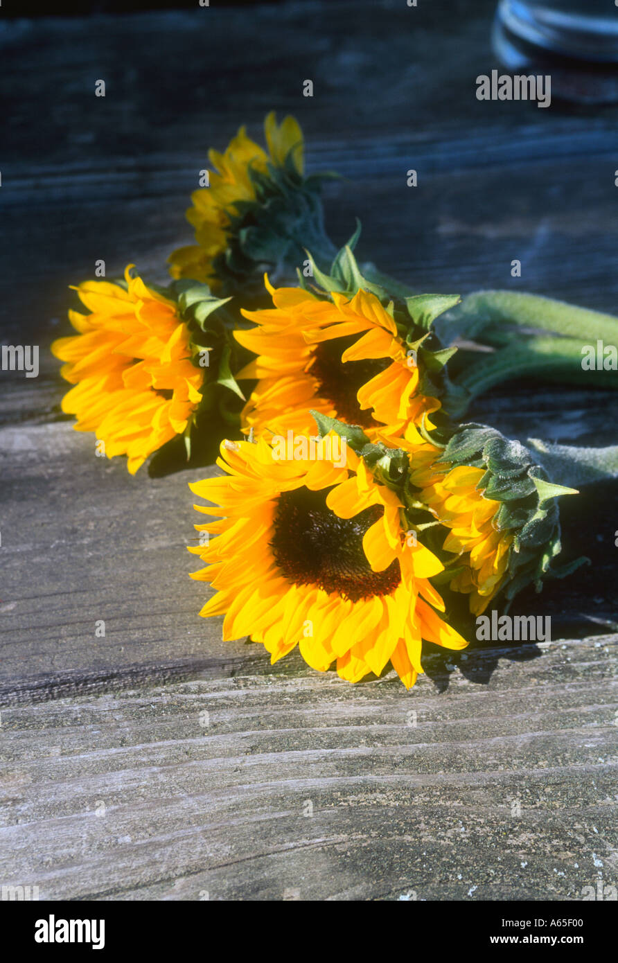 Cut sunflowers hi-res stock photography and images - Alamy
