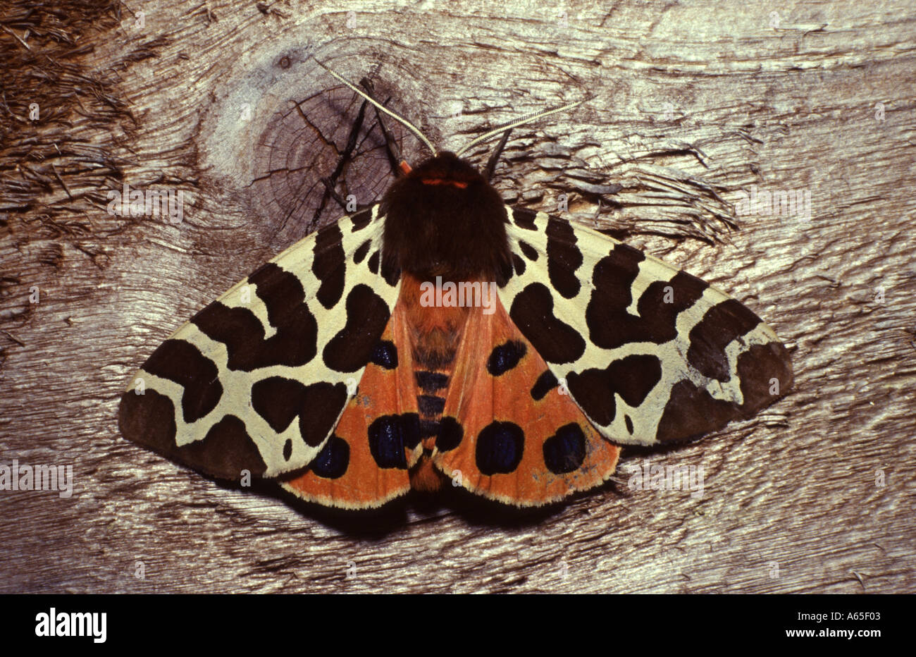Garden Tiger moth showing warning colours Stock Photo - Alamy