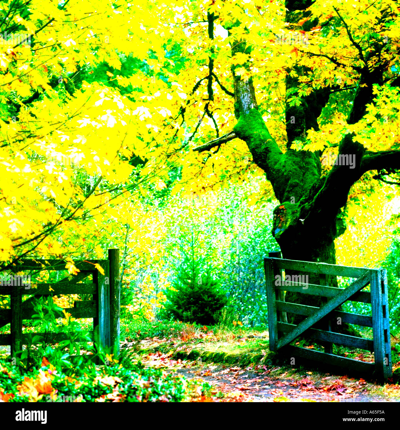 Fall leaves fence hi-res stock photography and images - Alamy