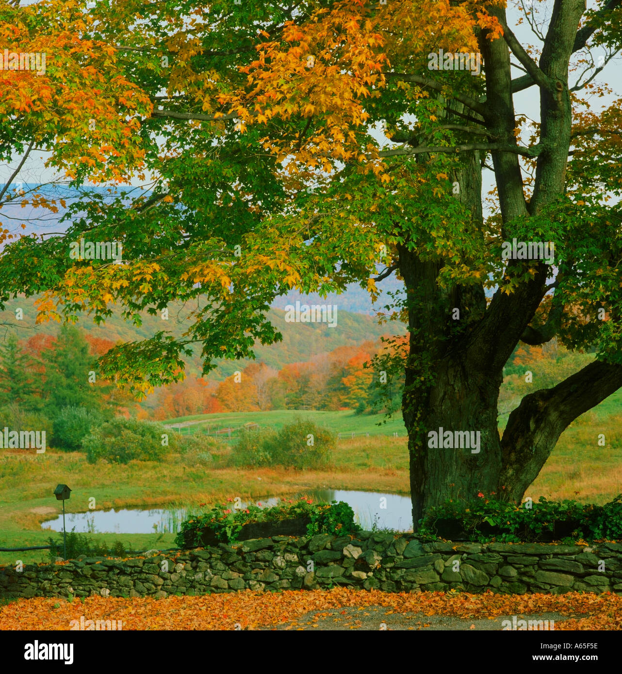 tree with fall foliage and stone fence in Vermont USA Stock Photo - Alamy