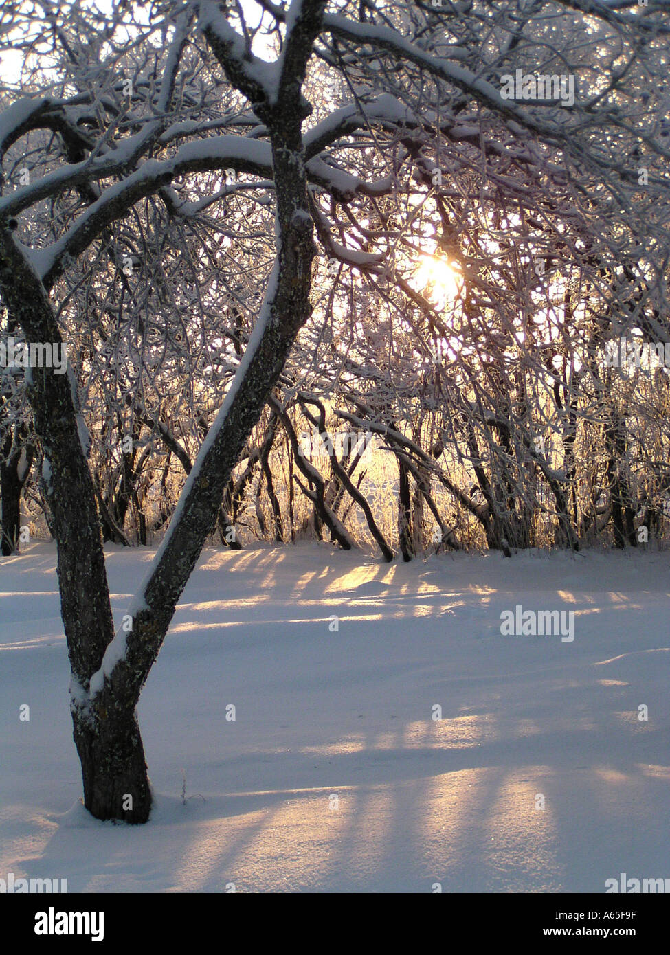 Midwinter sunrise frozen hedge Stock Photo - Alamy