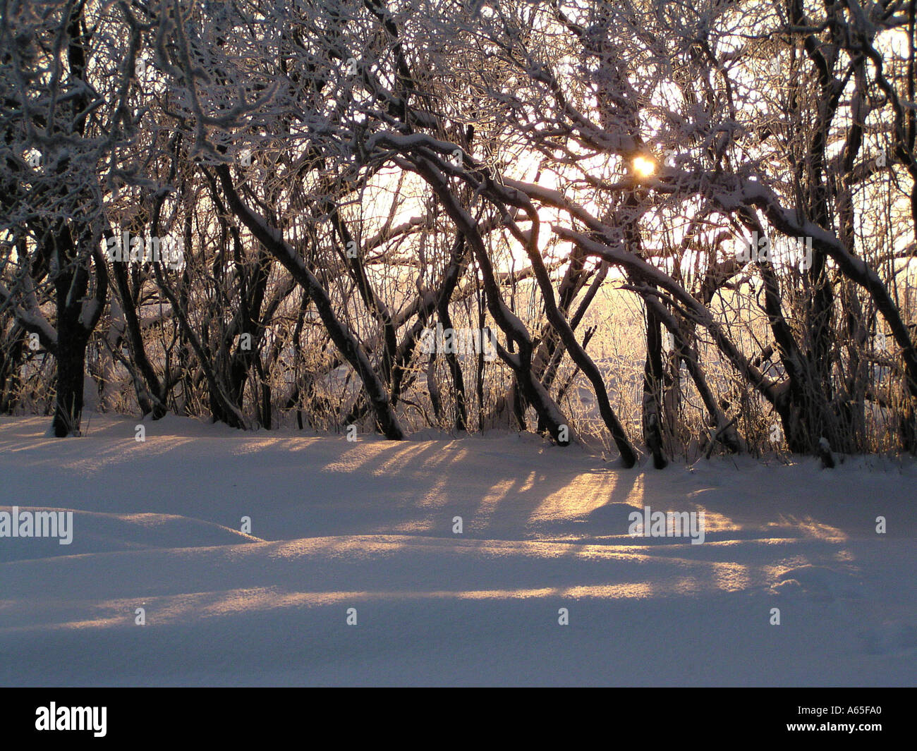 Midwinter sunrise frozen hedge Stock Photo - Alamy