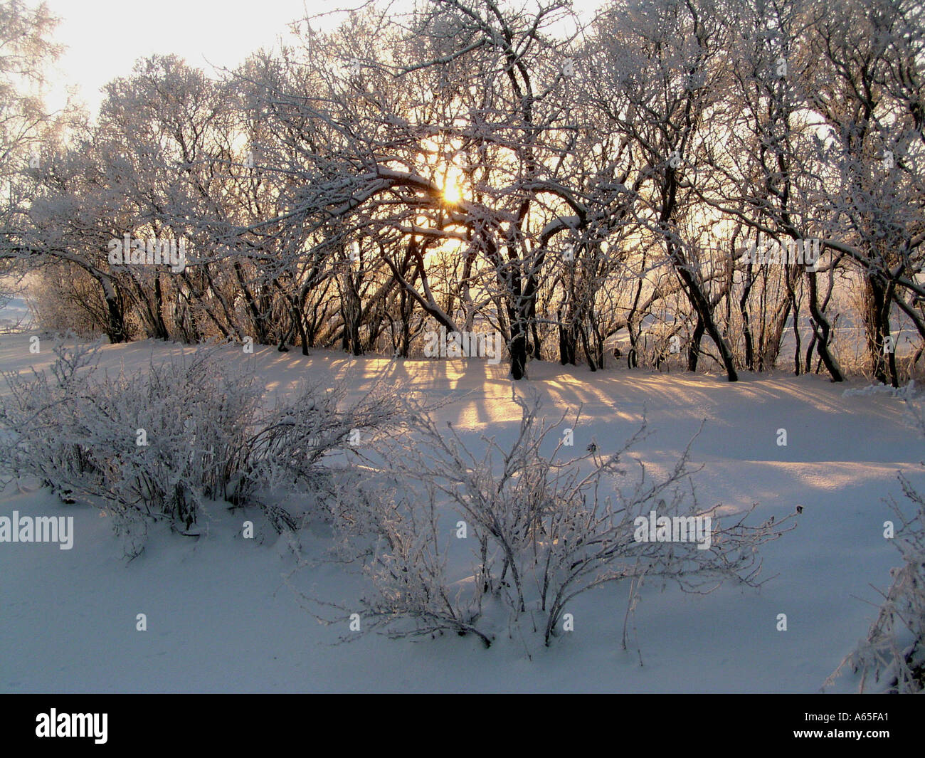 Midwinter sunrise frozen hedge Stock Photo - Alamy