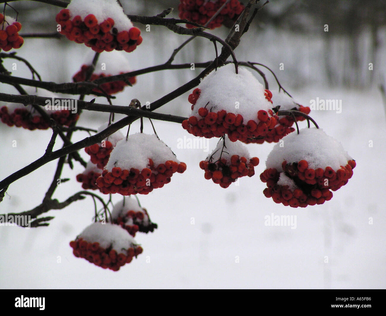 Rowan tree in snow Stock Photo - Alamy