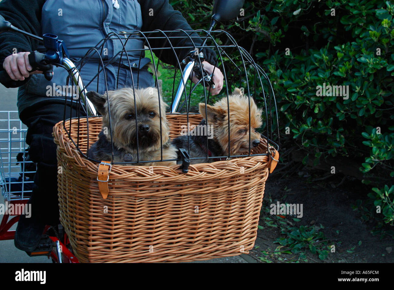 Two Yorkshire Terrier pups being taken for a ride in enclosed wicker ...