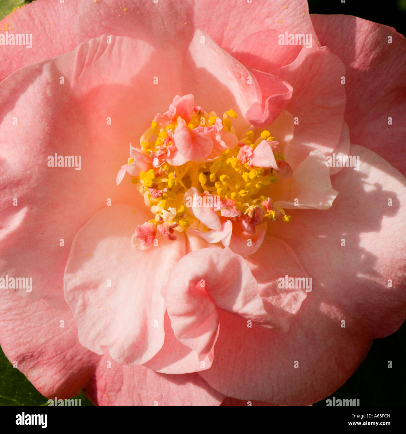 Delicate pink Camellia flower Stock Photo - Alamy