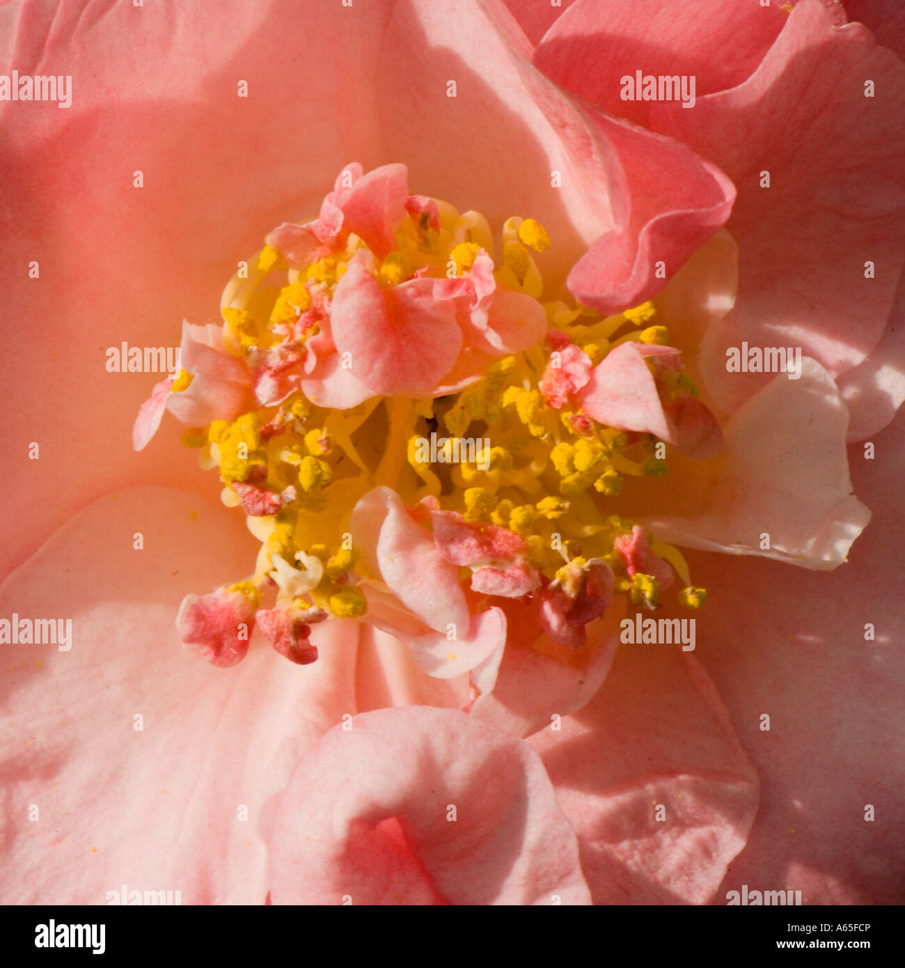 Delicate pink Camellia flower Stock Photo - Alamy