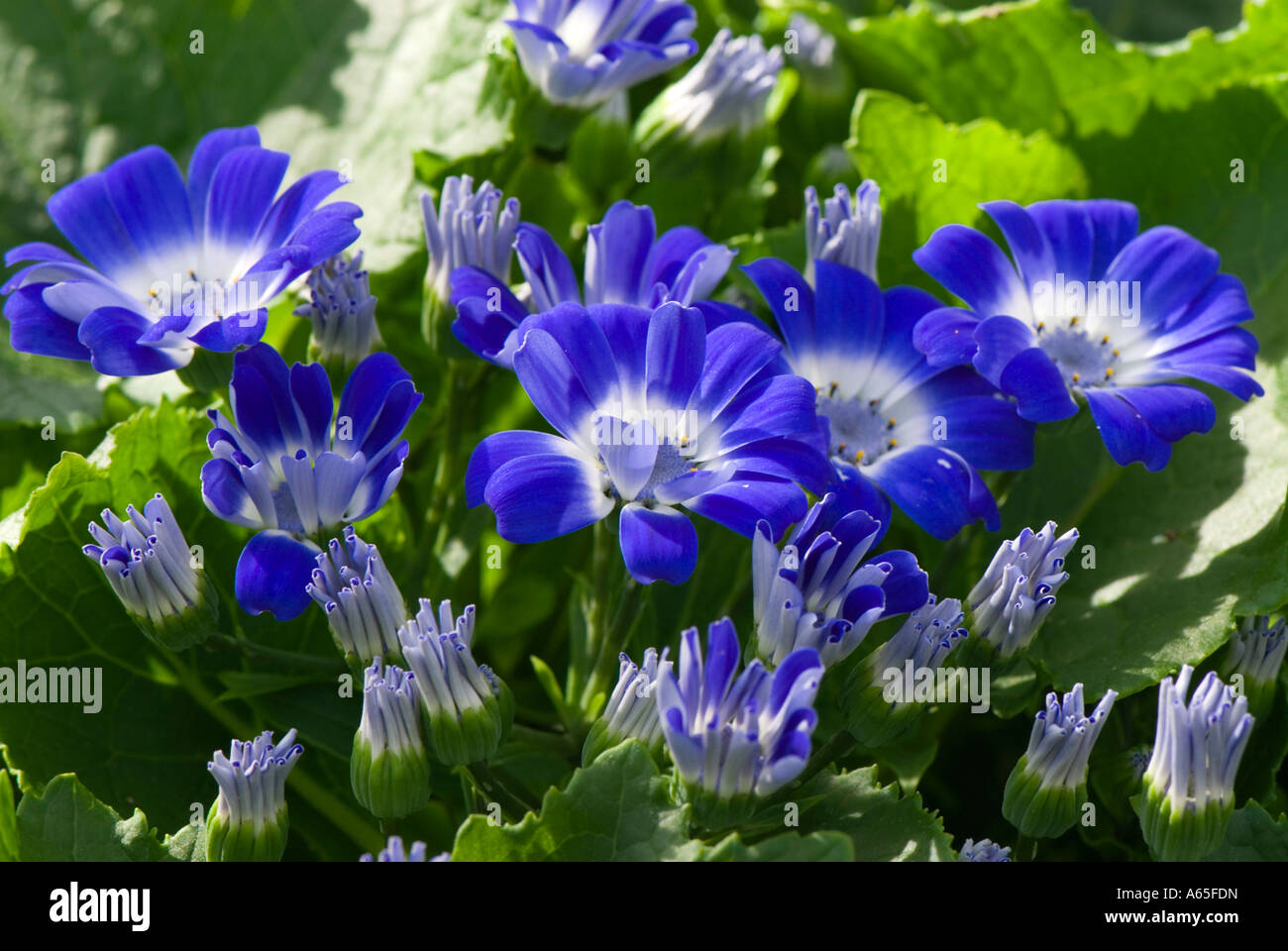 Florist s Cineraria dark blue flowers Stock Photo - Alamy