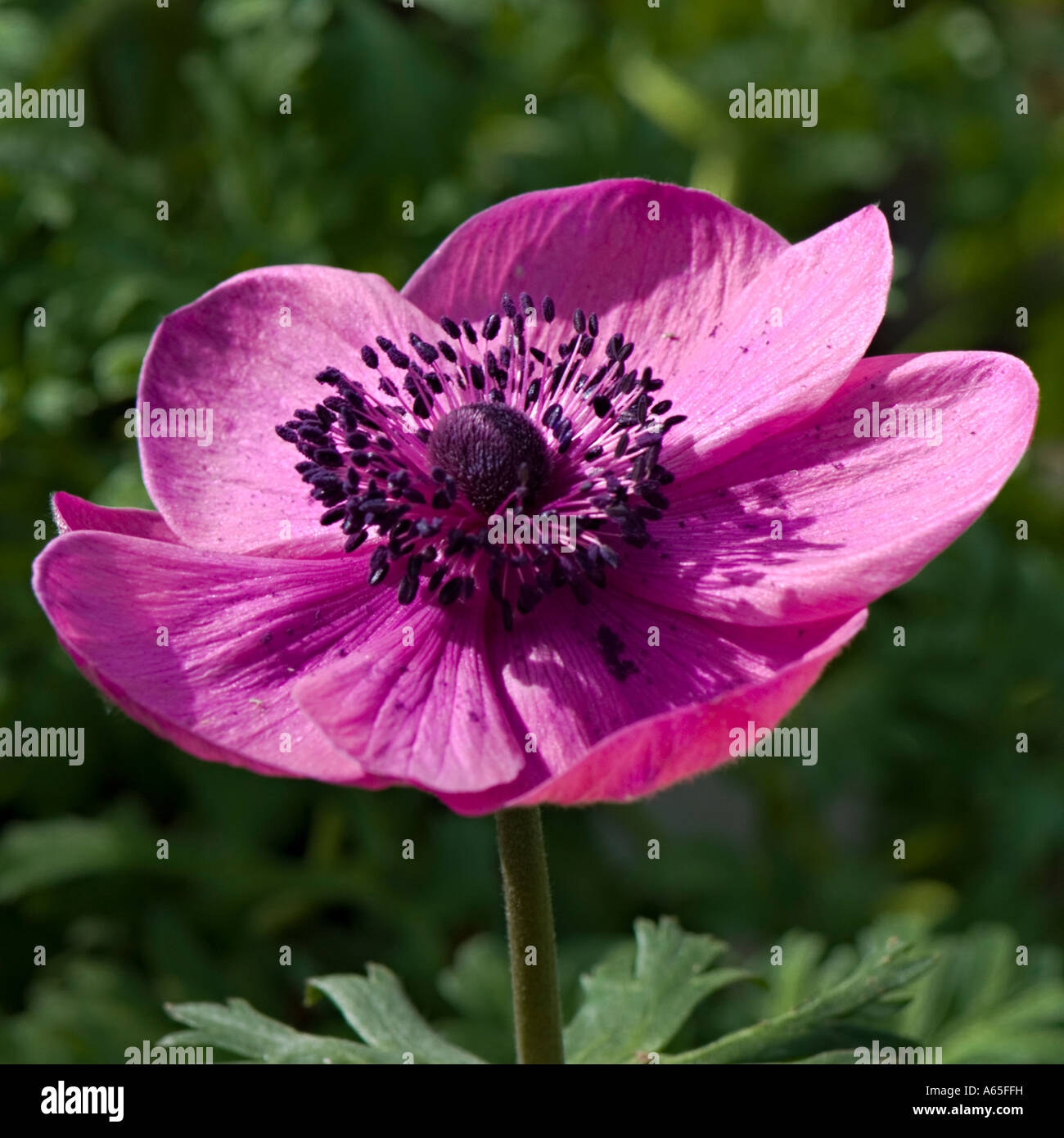 Pink Anemone single flower Stock Photo - Alamy