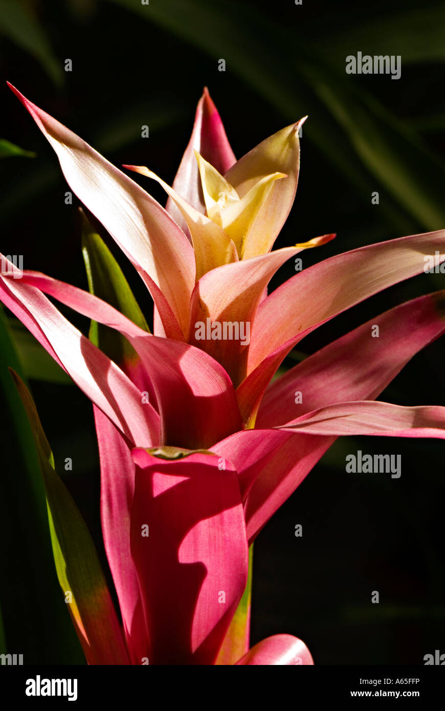 Pink Bromelia houseplant in flower Stock Photo - Alamy