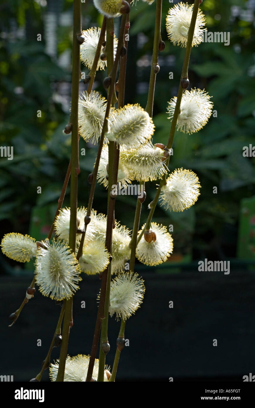 Salix caprea Kilmarnock weeping willow Stock Photo - Alamy