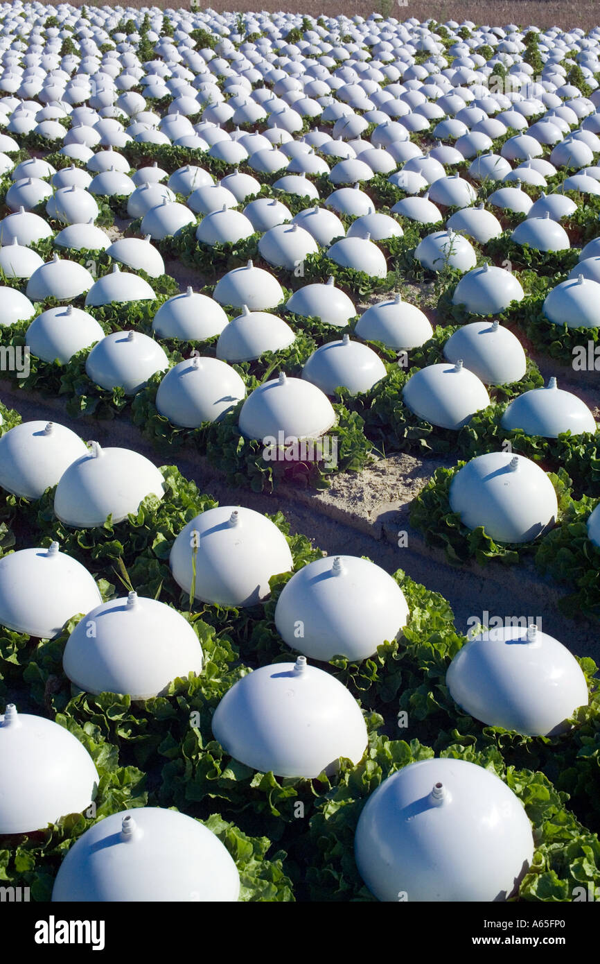 Intensive cultivation field plastic hi-res stock photography and images ...