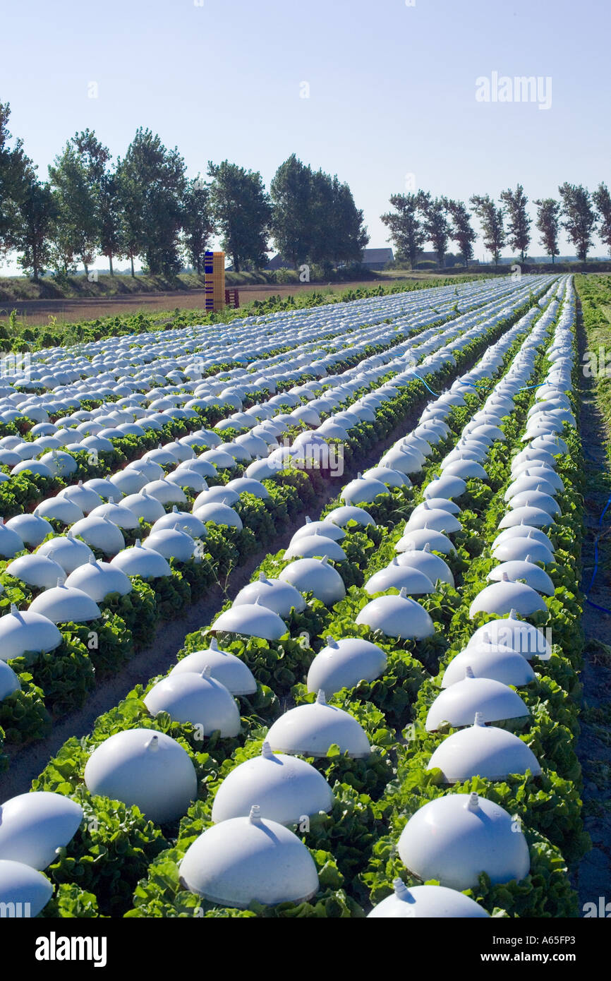 Intensive cultivation field plastic hi-res stock photography and images ...