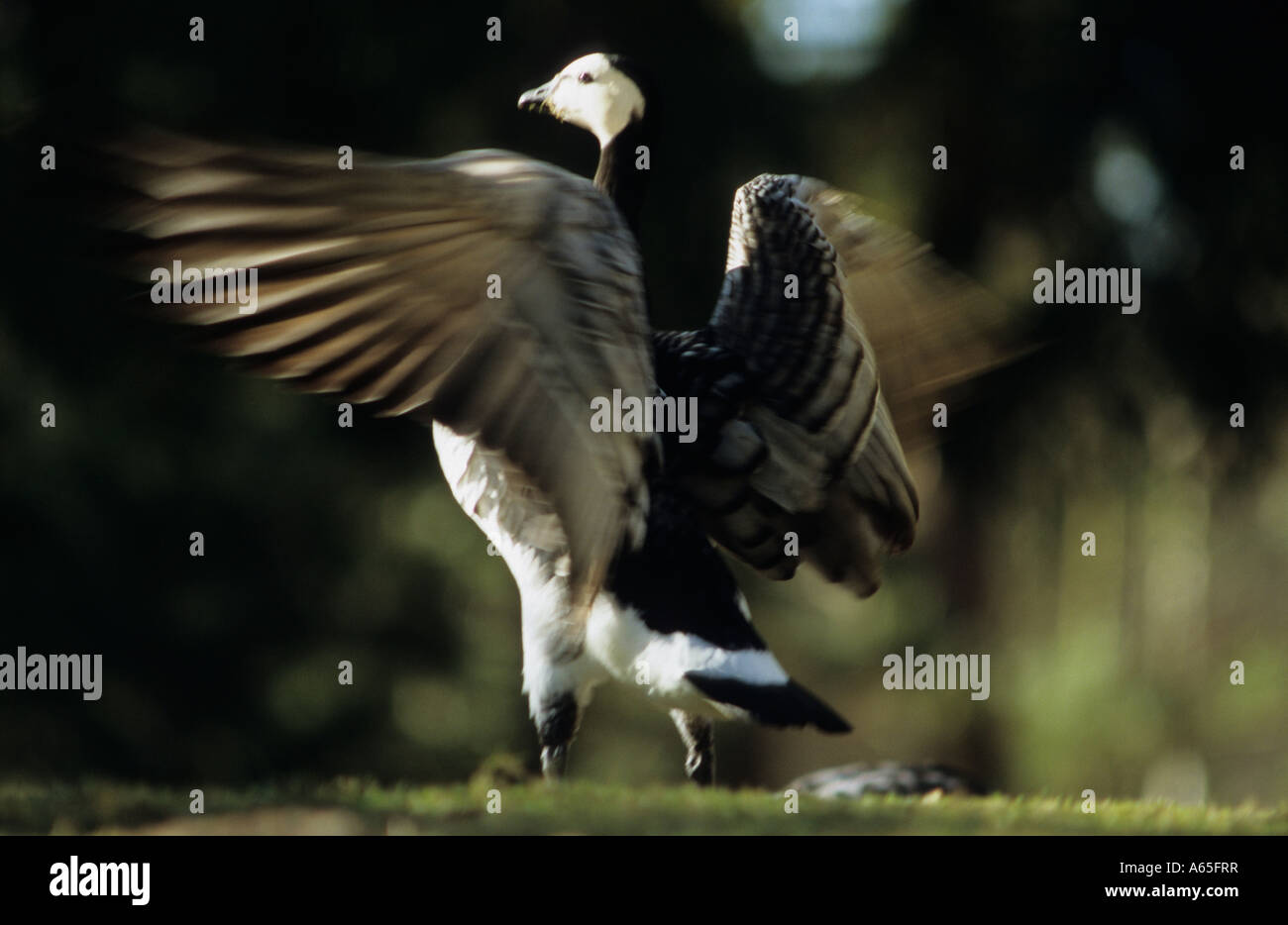 Barnacle Goose Flapping Wings (Branta leucopsis) in Uk Stock Photo - Alamy