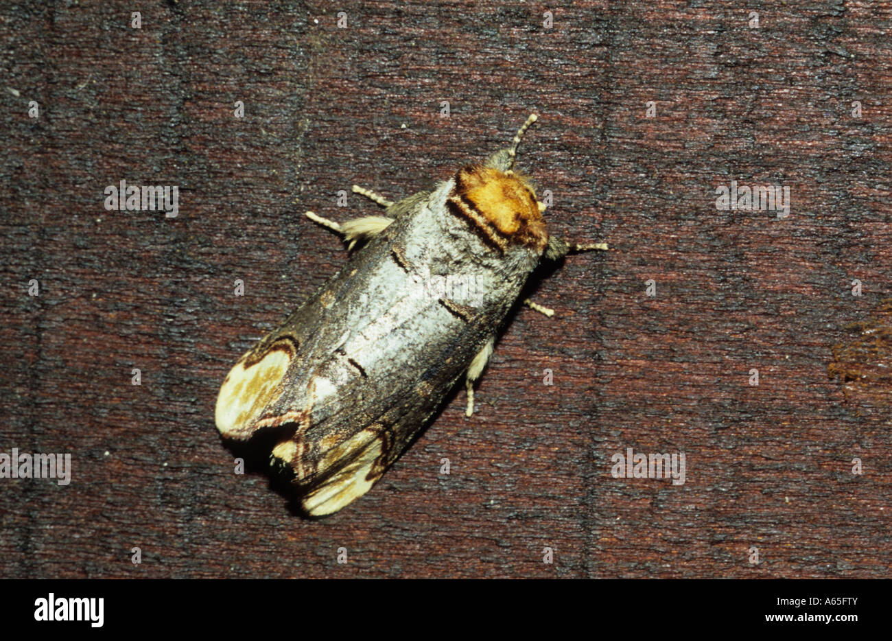 Buff-Tip Moth (Phalera bucephala) in Suffolk Uk Stock Photo - Alamy