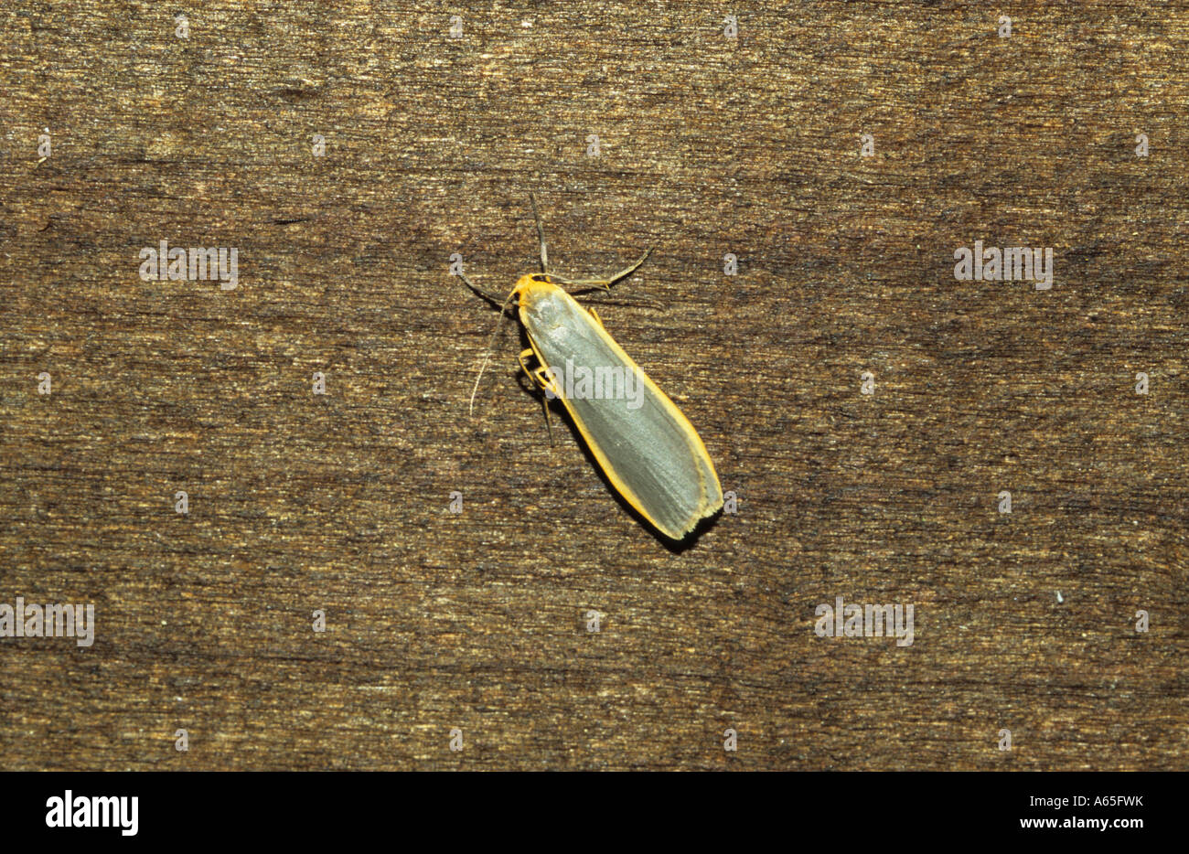 Common Footman (Eilema lurideola) in Suffolk Uk Stock Photo - Alamy