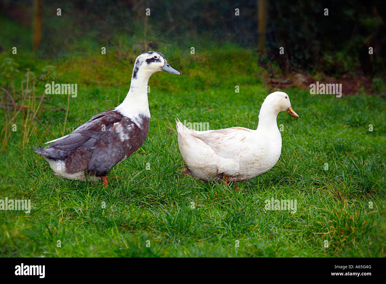 Friendly ducks hi-res stock photography and images - Alamy