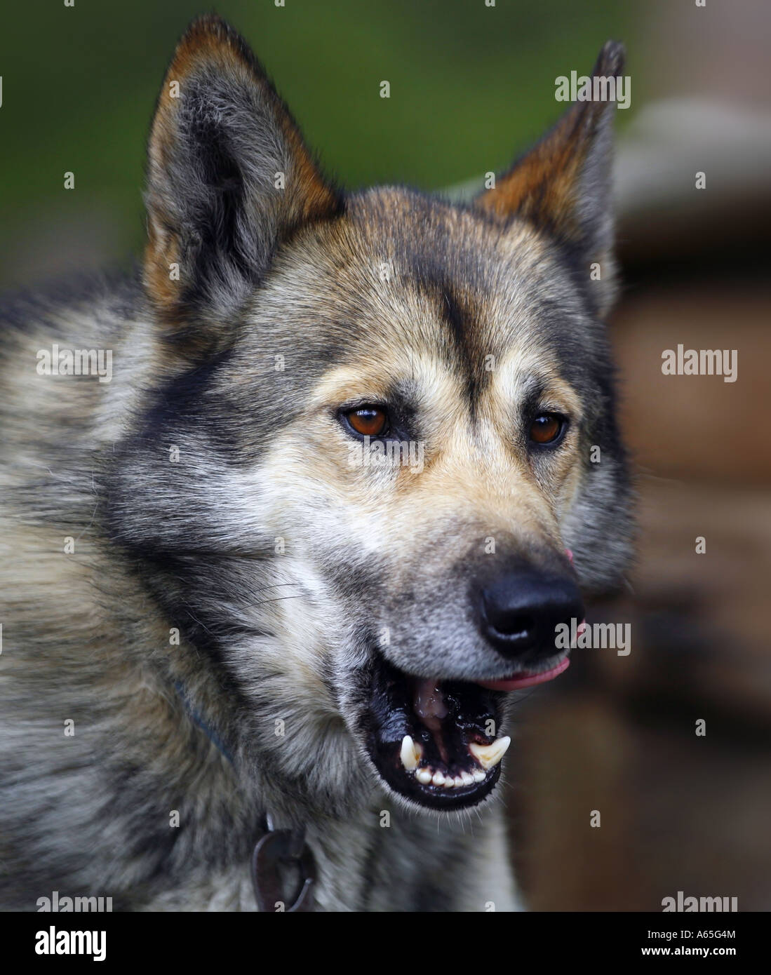 Iditirod hi-res stock photography and images - Alamy
