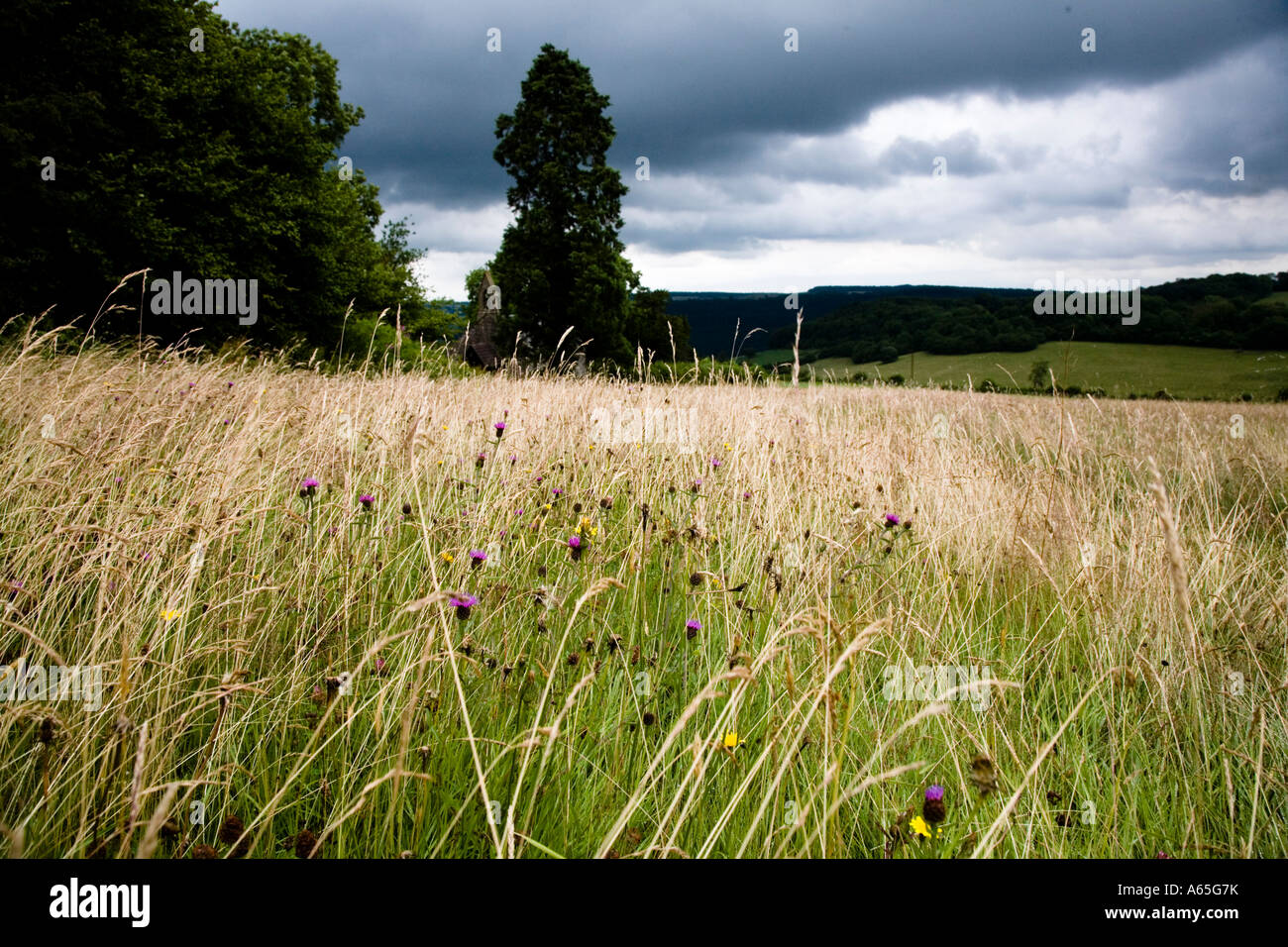 Permanent pasture grass hi-res stock photography and images - Alamy