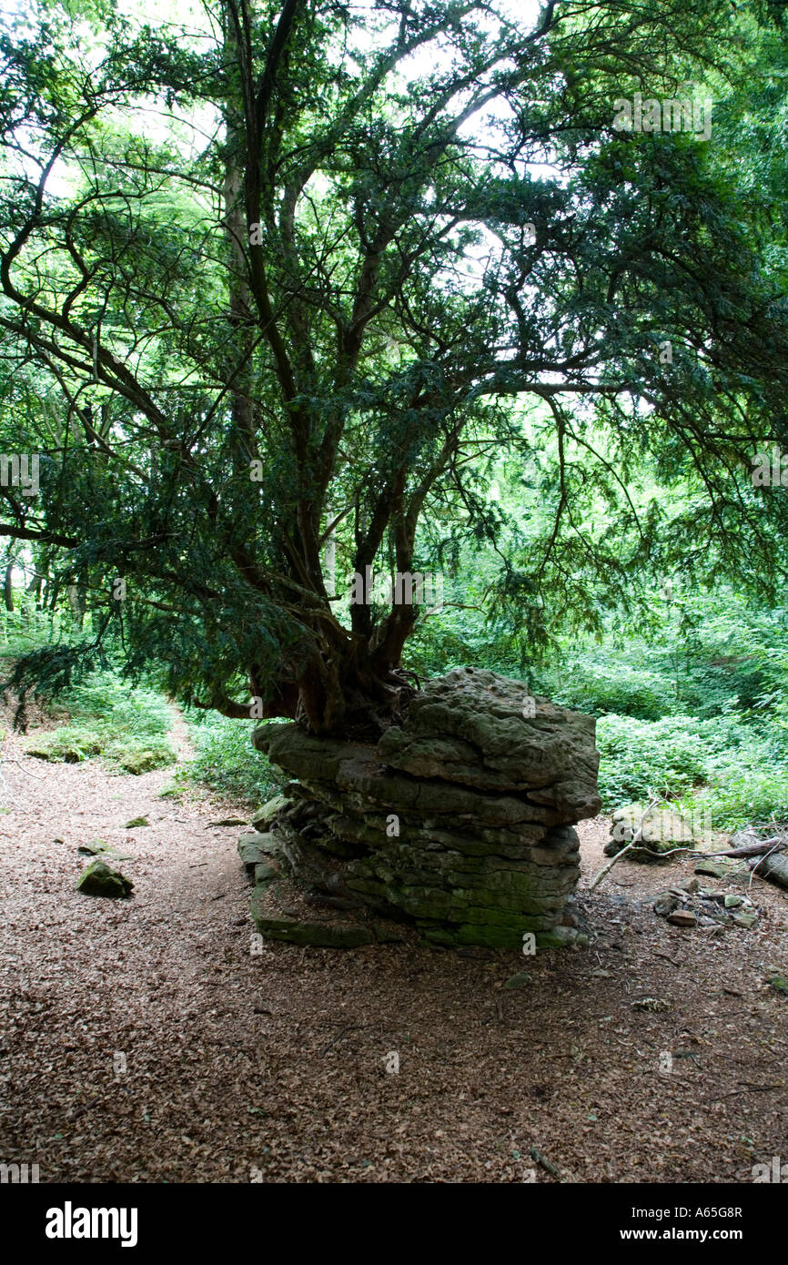 Devil pulpit yew tree roots hi-res stock photography and images - Alamy