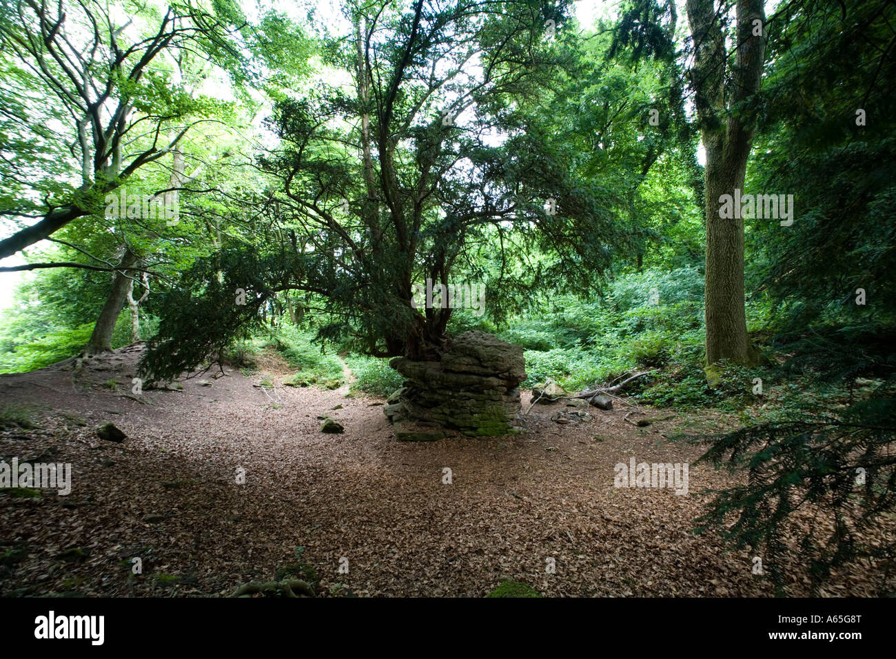 The Devil s Pulpit a yew tree with its roots in a rocky outcrop above ...