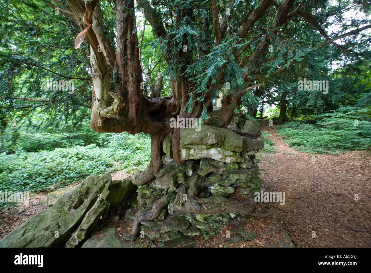 The Devil s Pulpit a yew tree with its roots in a rocky outcrop above ...