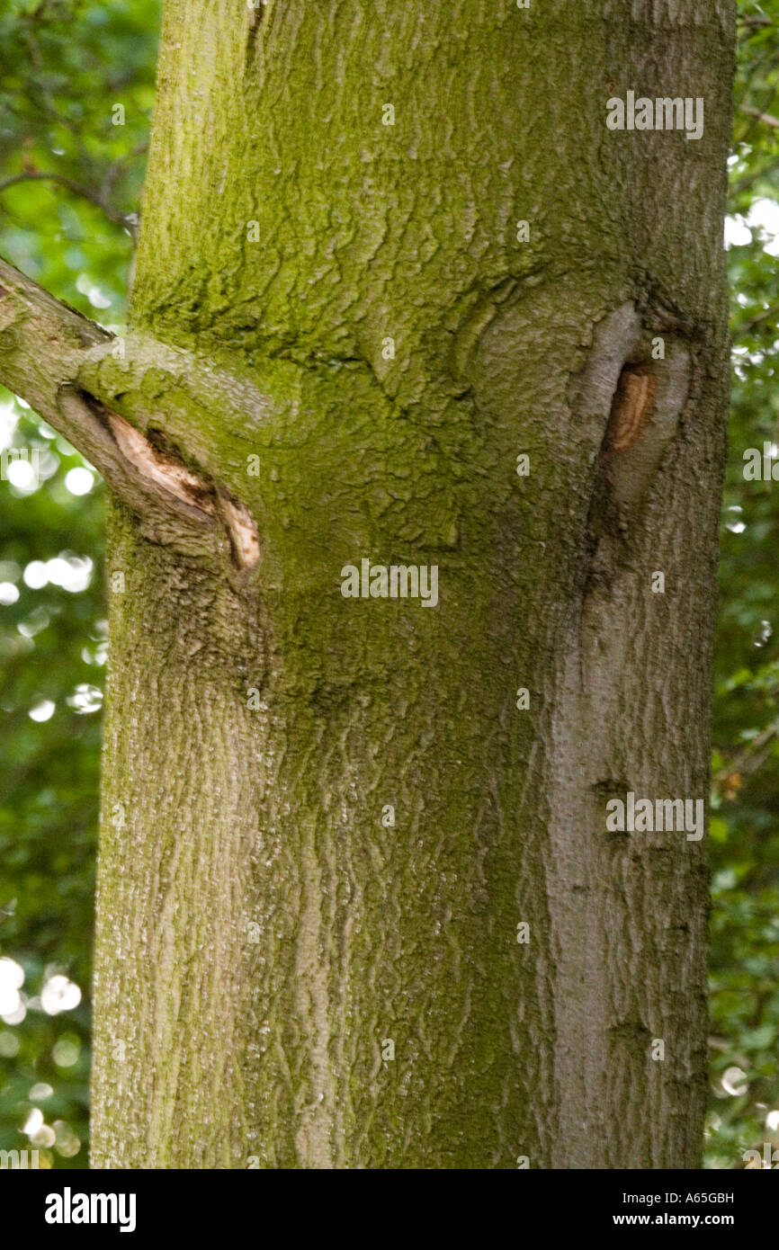 Tree with a menacing look Stock Photo - Alamy
