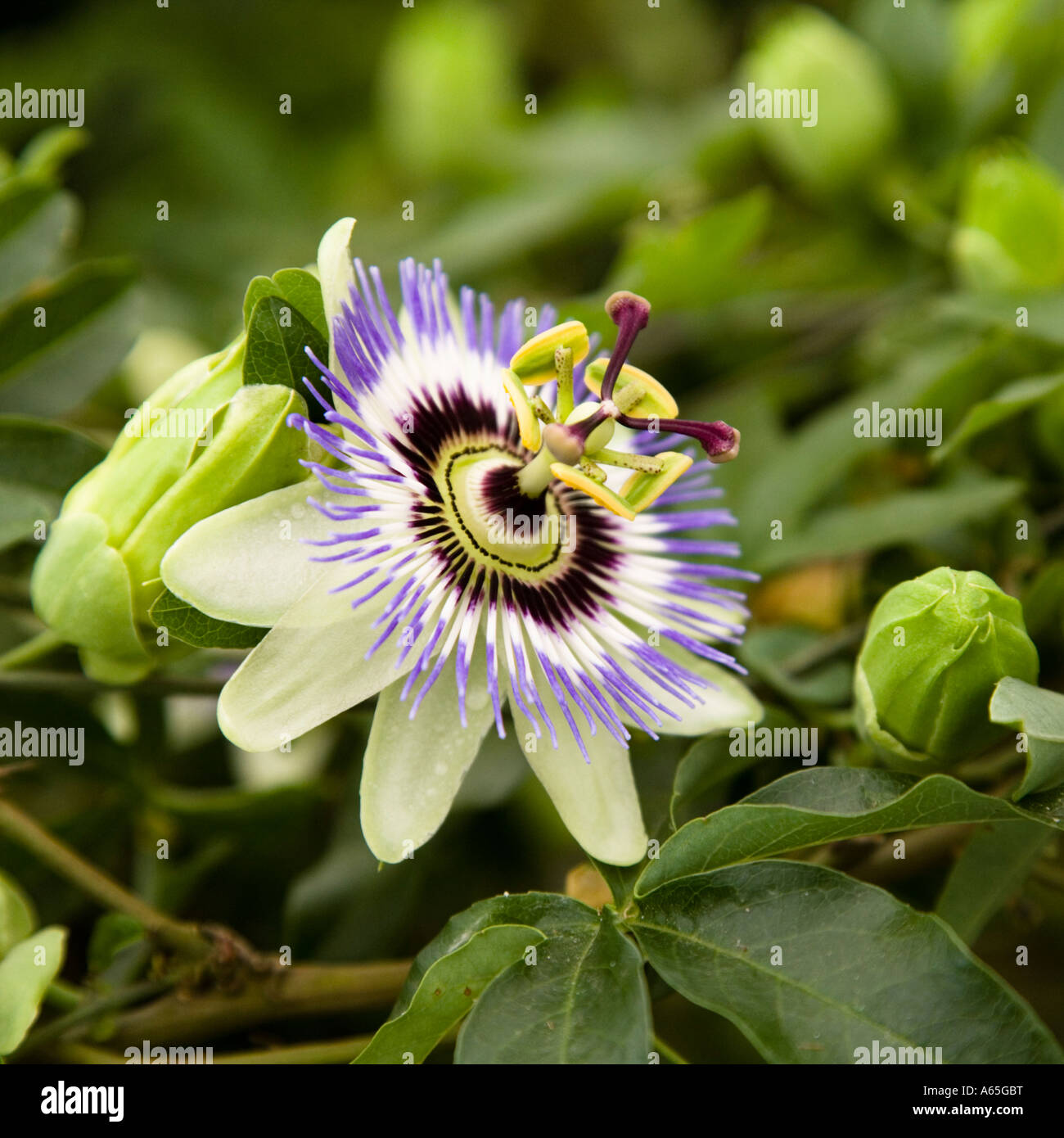 Passiflora also known as passion flowers Granadilla Grenadilla Maracuja ...