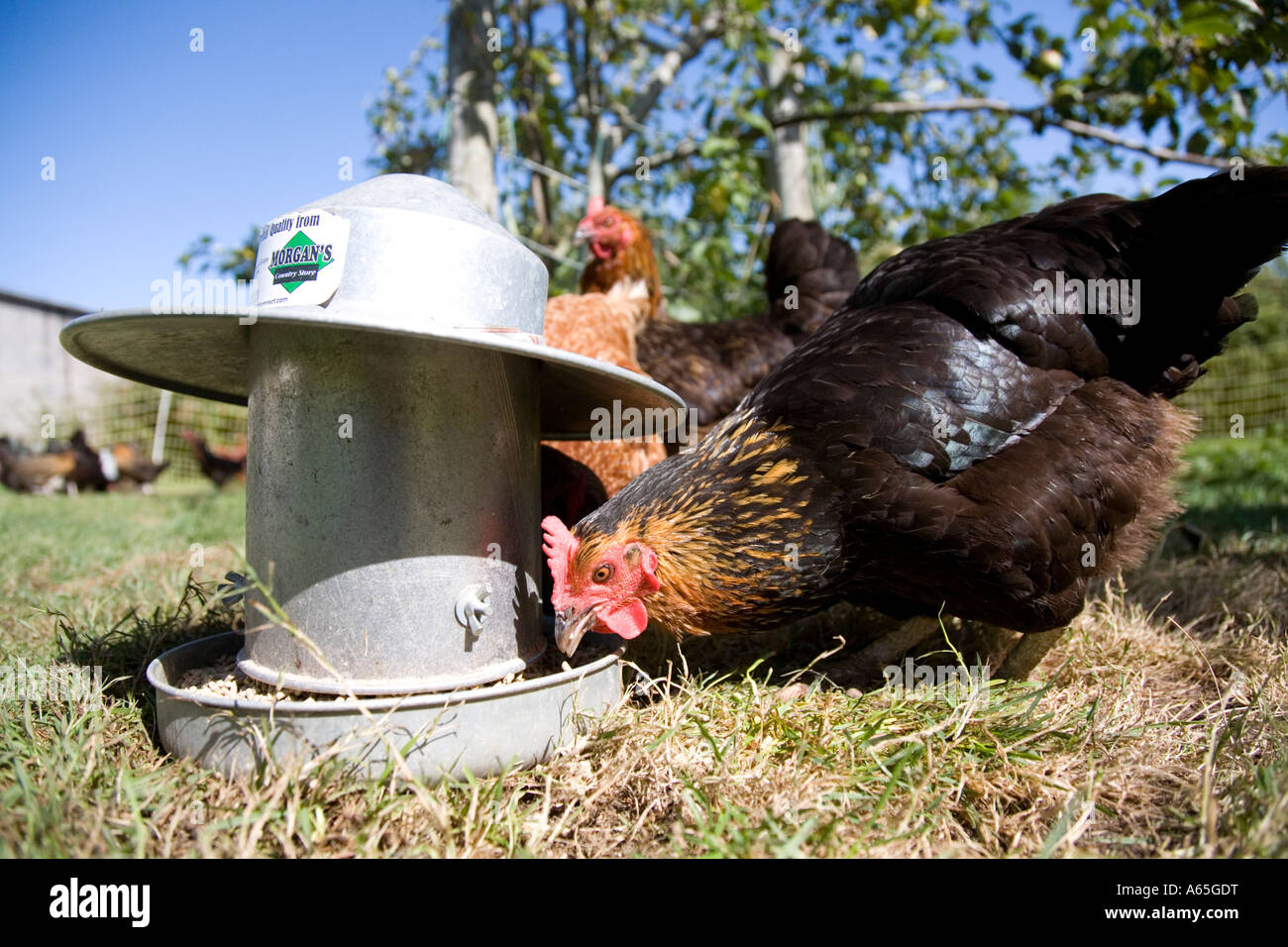 Chicken farming wales hi-res stock photography and images - Alamy
