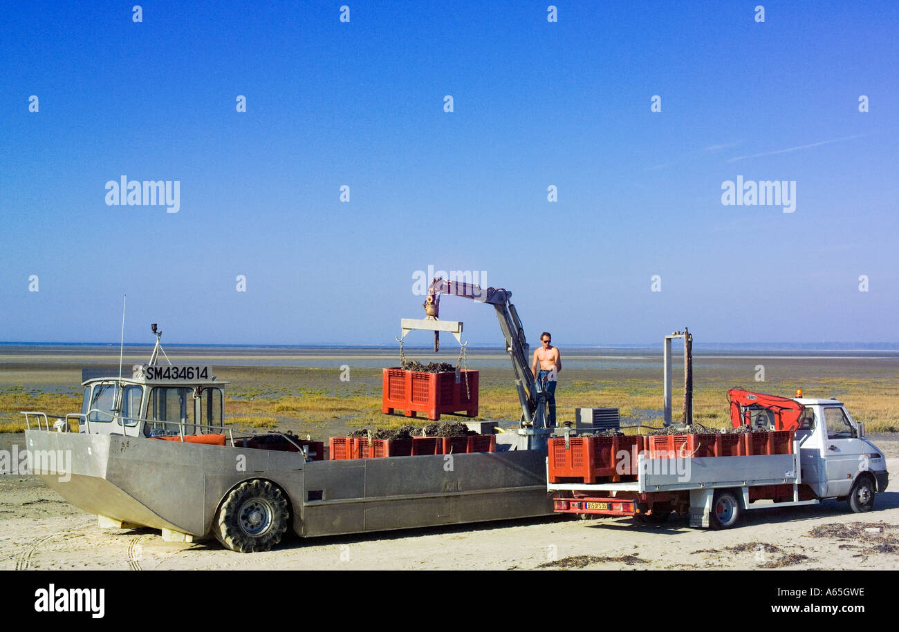 AMPHIBIAN TRUCK UNLOADING MUSSELS GATHERING BRITTANY FRANCE Stock Photo ...