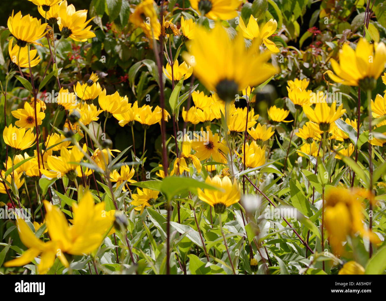 yellow summer flowers in a meadow Stock Photo - Alamy