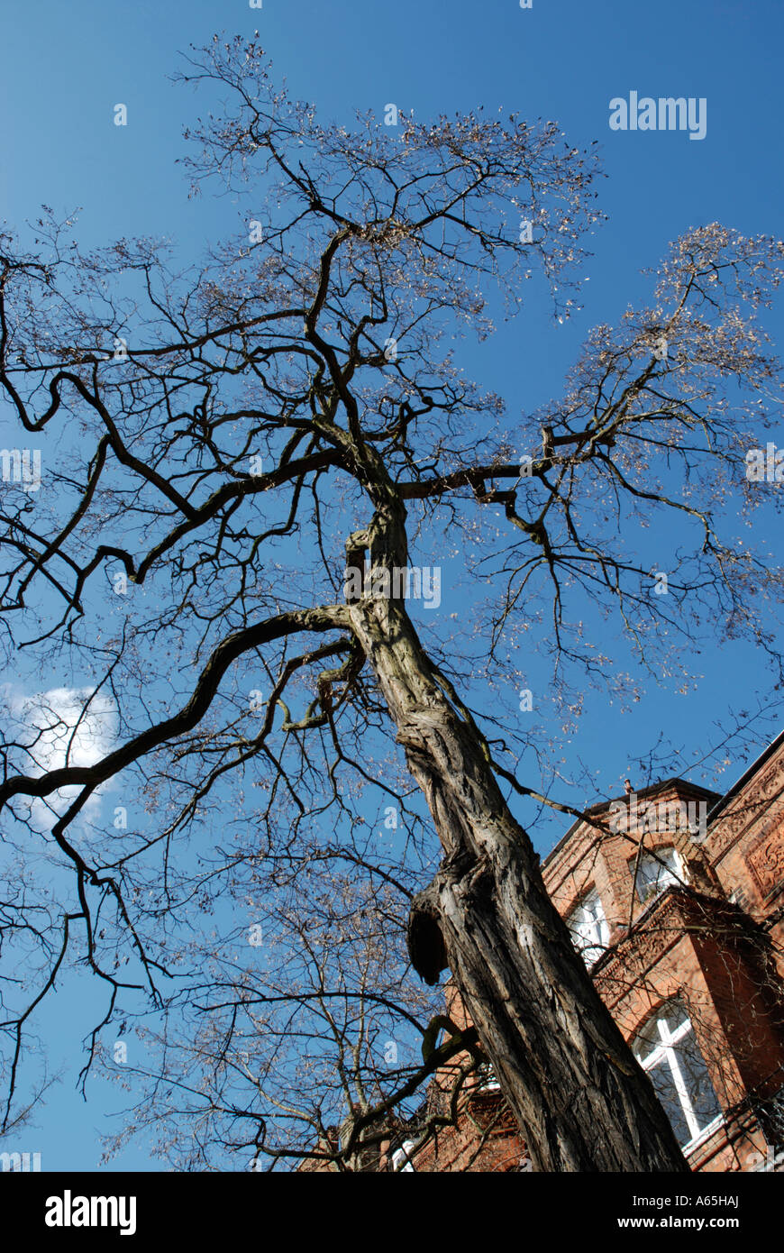 Large bare tree outside Victorian red brick apartment block against ...