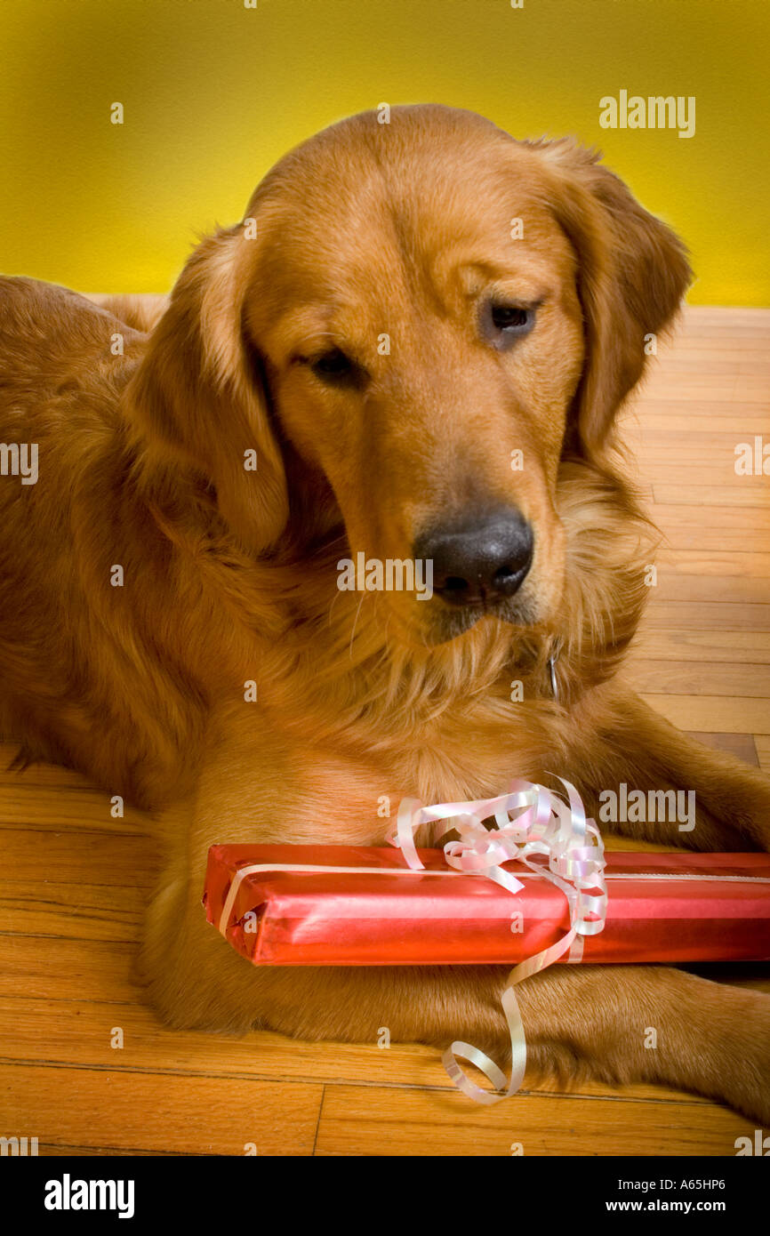 Dog with gift Stock Photo - Alamy