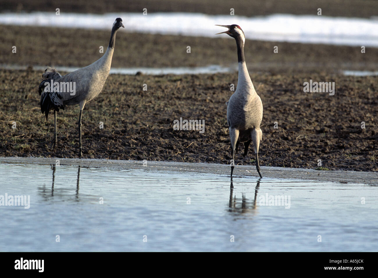 Common Cranes,Grus grus Stock Photo - Alamy
