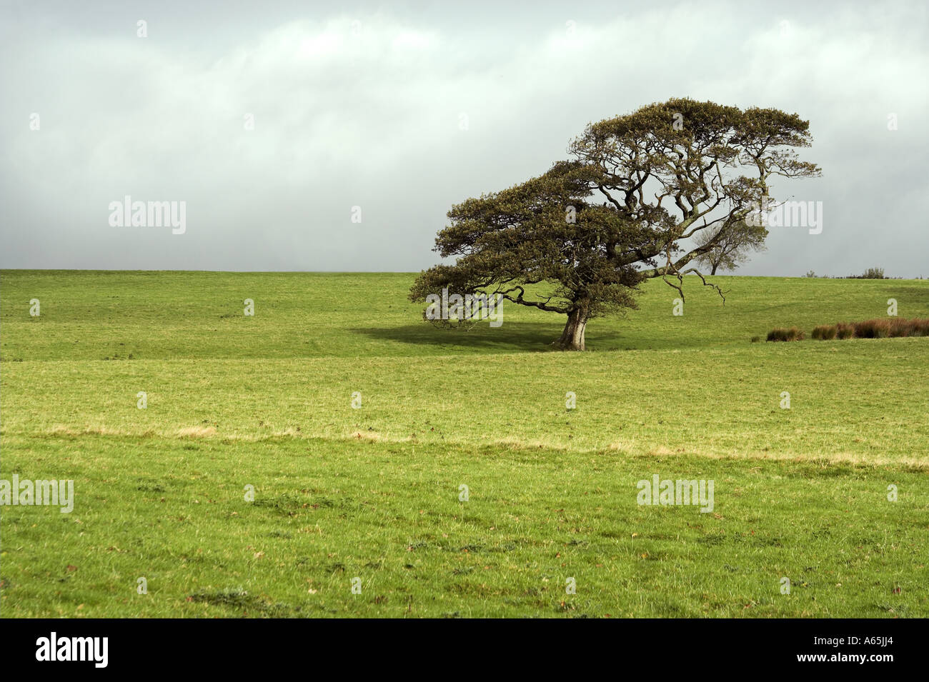 tree in the countryside Stock Photo - Alamy