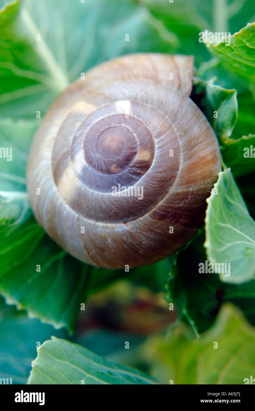 Snail on Cabbage Leaves Stock Photo - Alamy