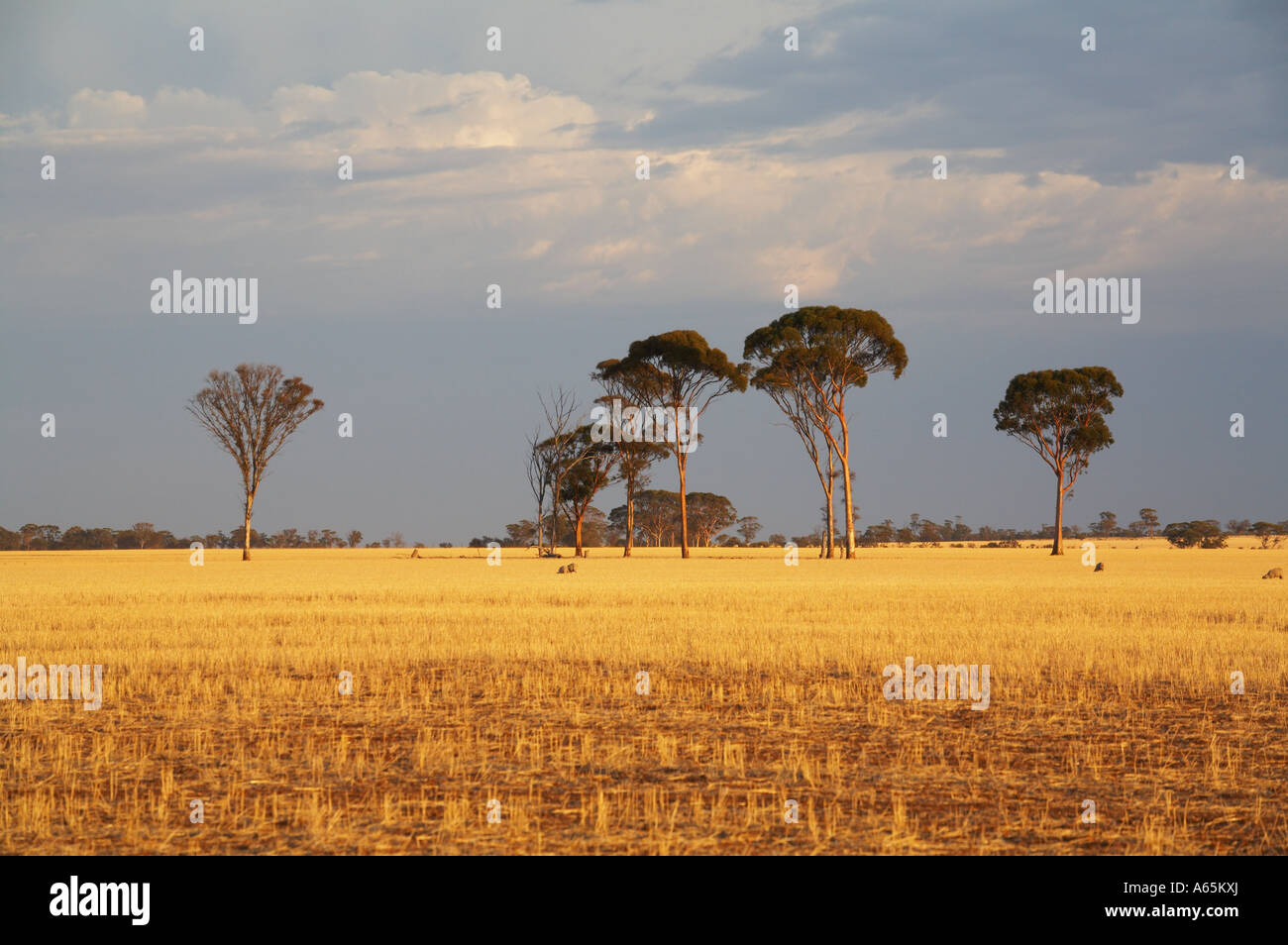 Salmon gum trees (Eucalyptus Salmonophloia) in an Australian bush ...