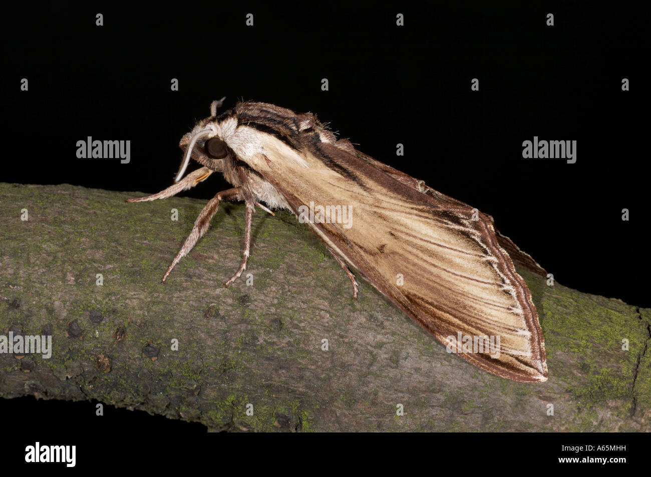 Laurel Sphinx - Sphinx kalmiae Stock Photo - Alamy