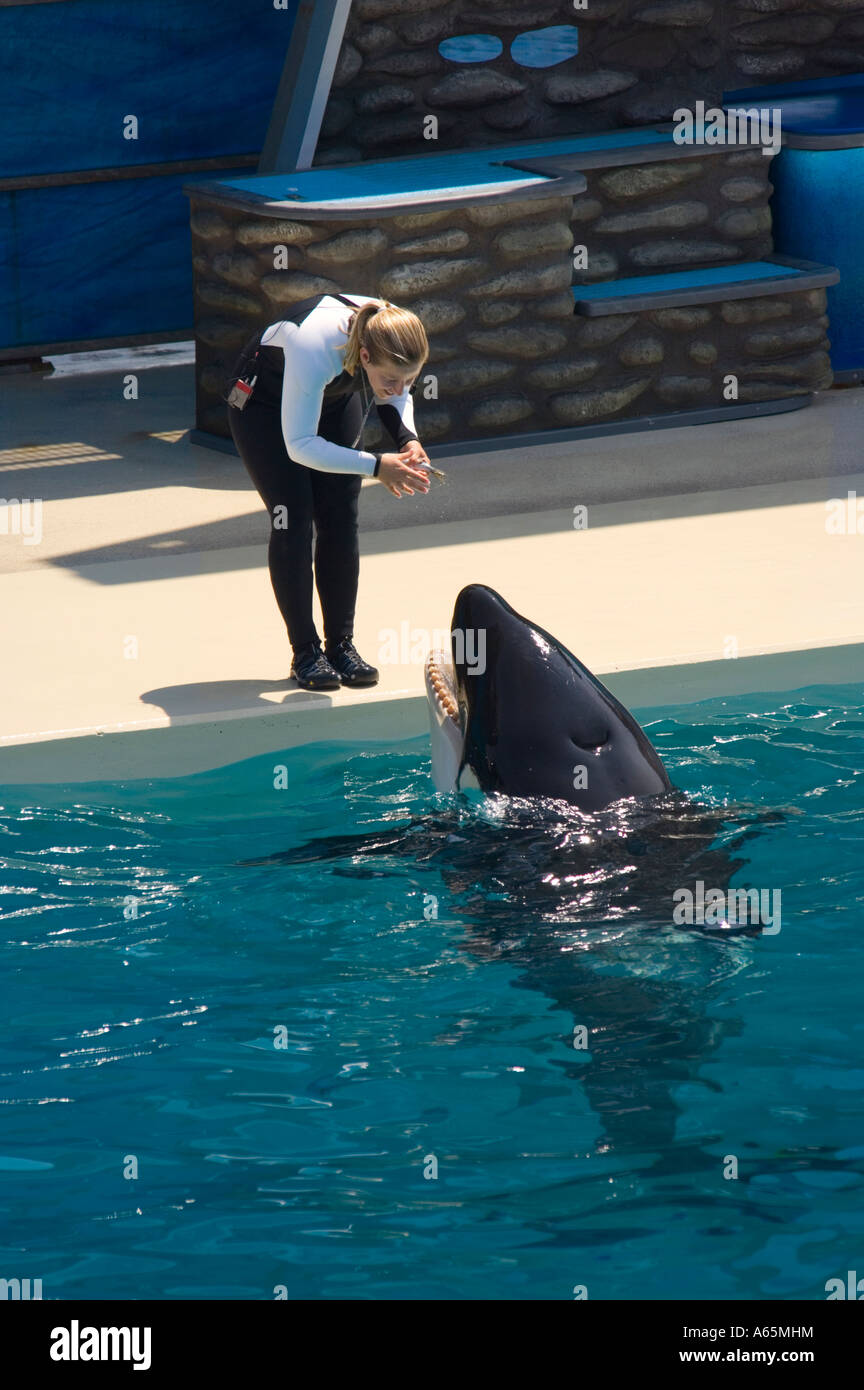 Trainer communicating with Killer Whale orcinus orca while performing ...