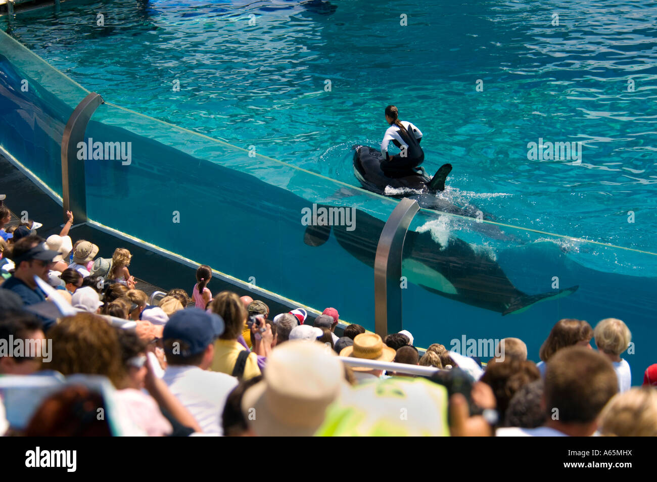 Trainer riding Killer Whale orcinus orca while performing tricks during ...
