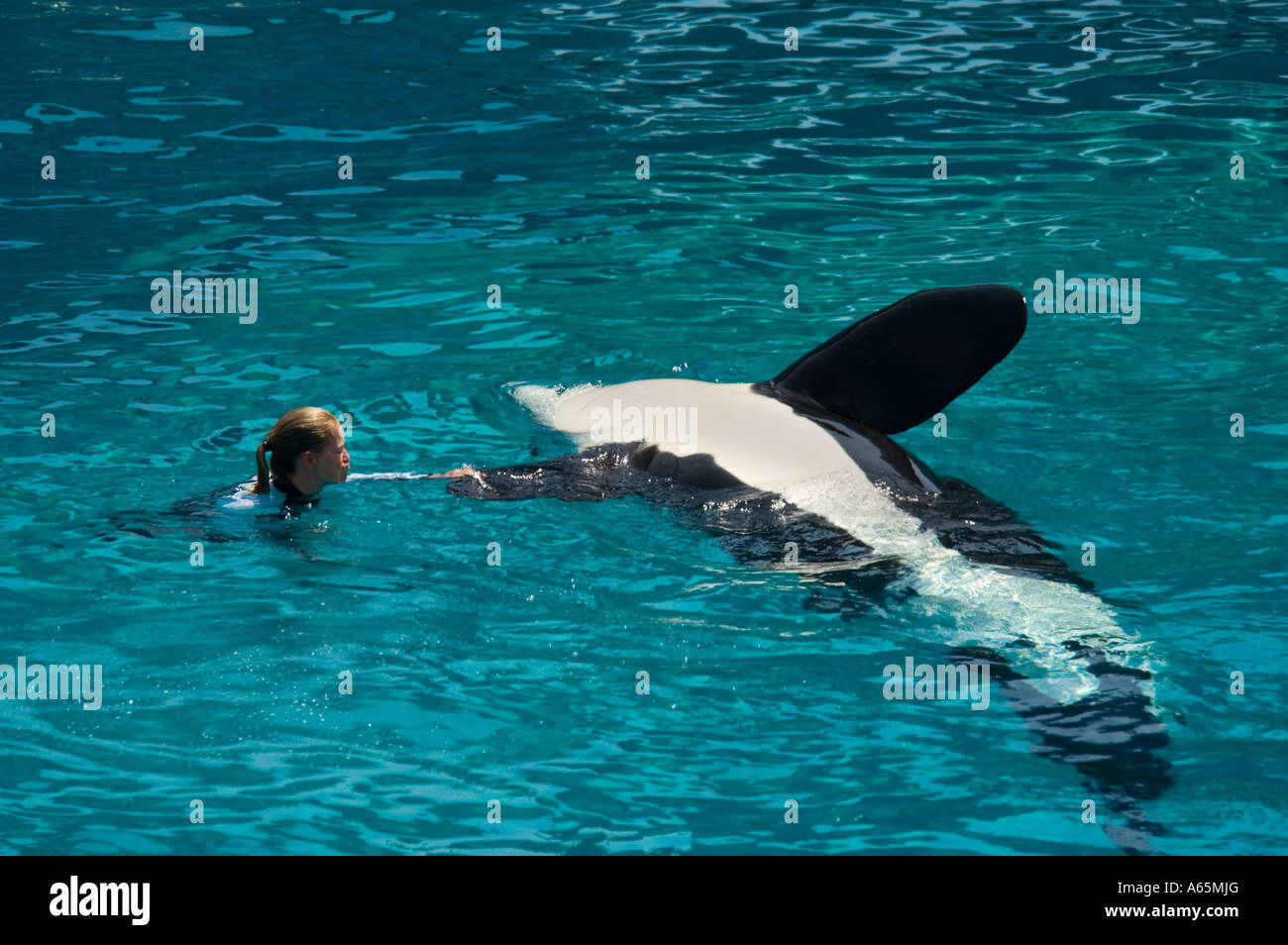 Trainer swimming with Killer Whale orcinus orca while performing tricks ...