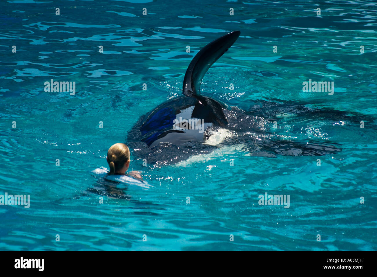 Killer whale tricks hi-res stock photography and images - Alamy