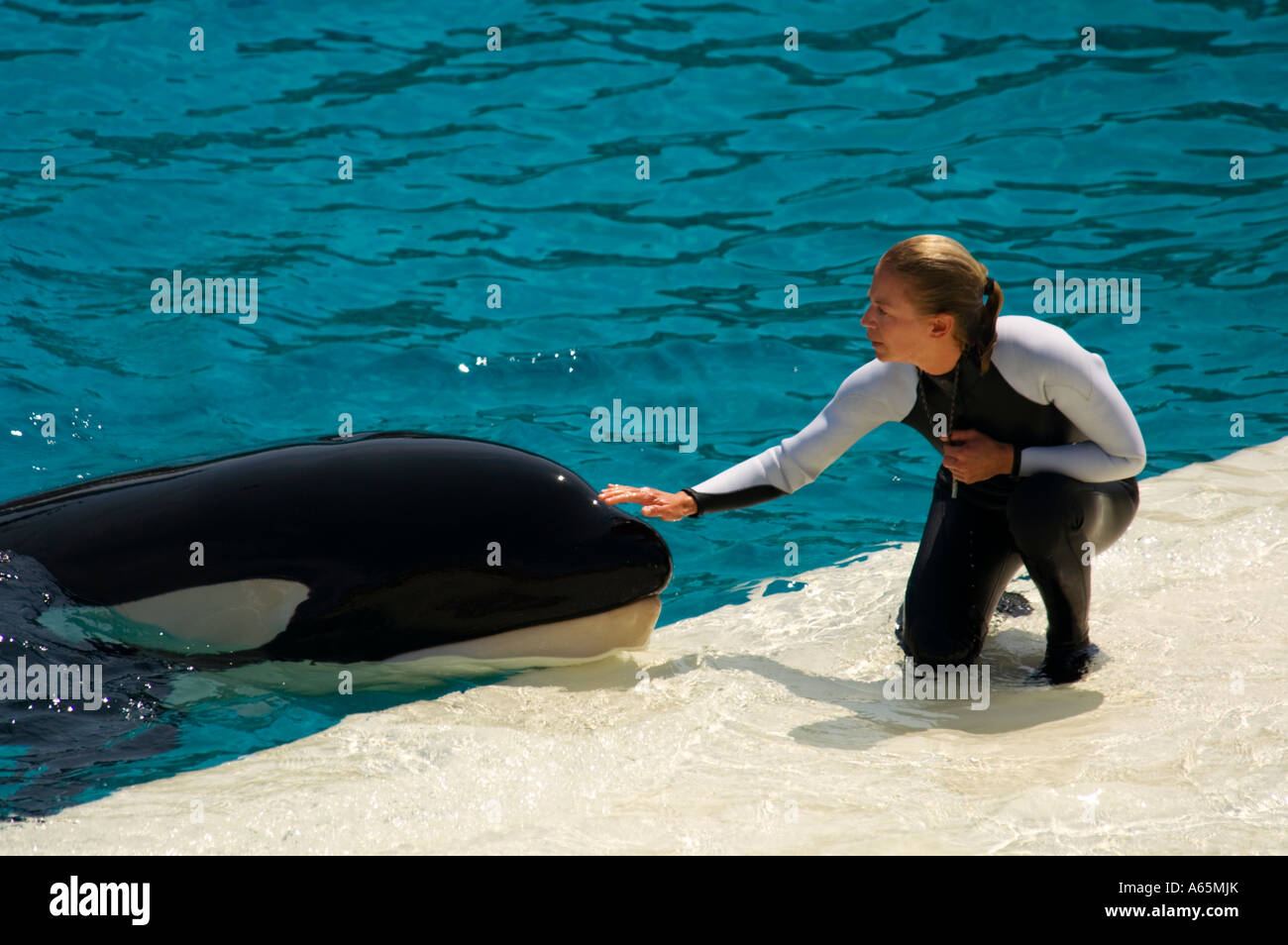 Trainers communicating with Killer Whale orcinus orca while performing ...