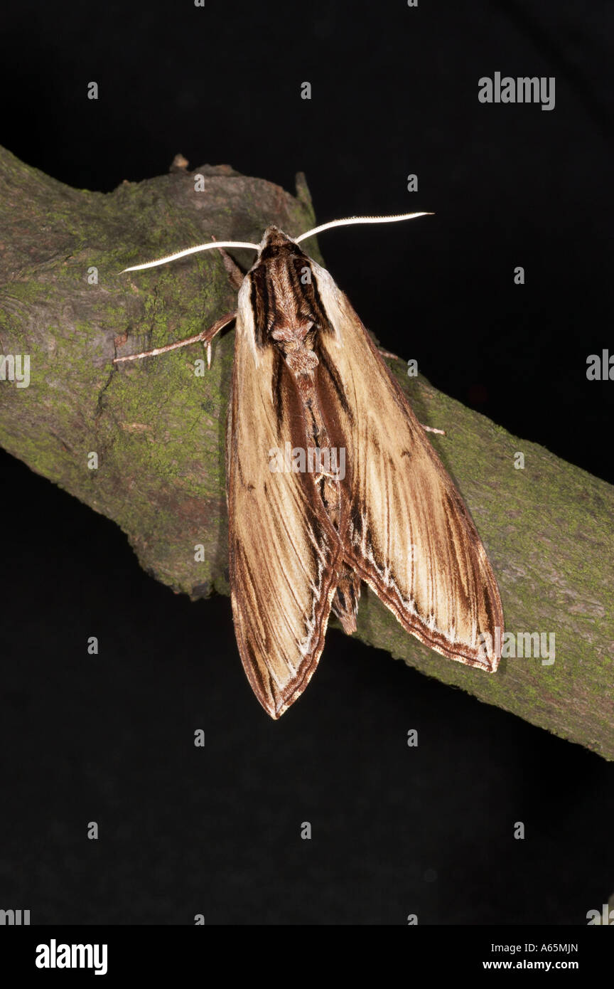 Laurel Sphinx - Sphinx kalmiae Stock Photo - Alamy