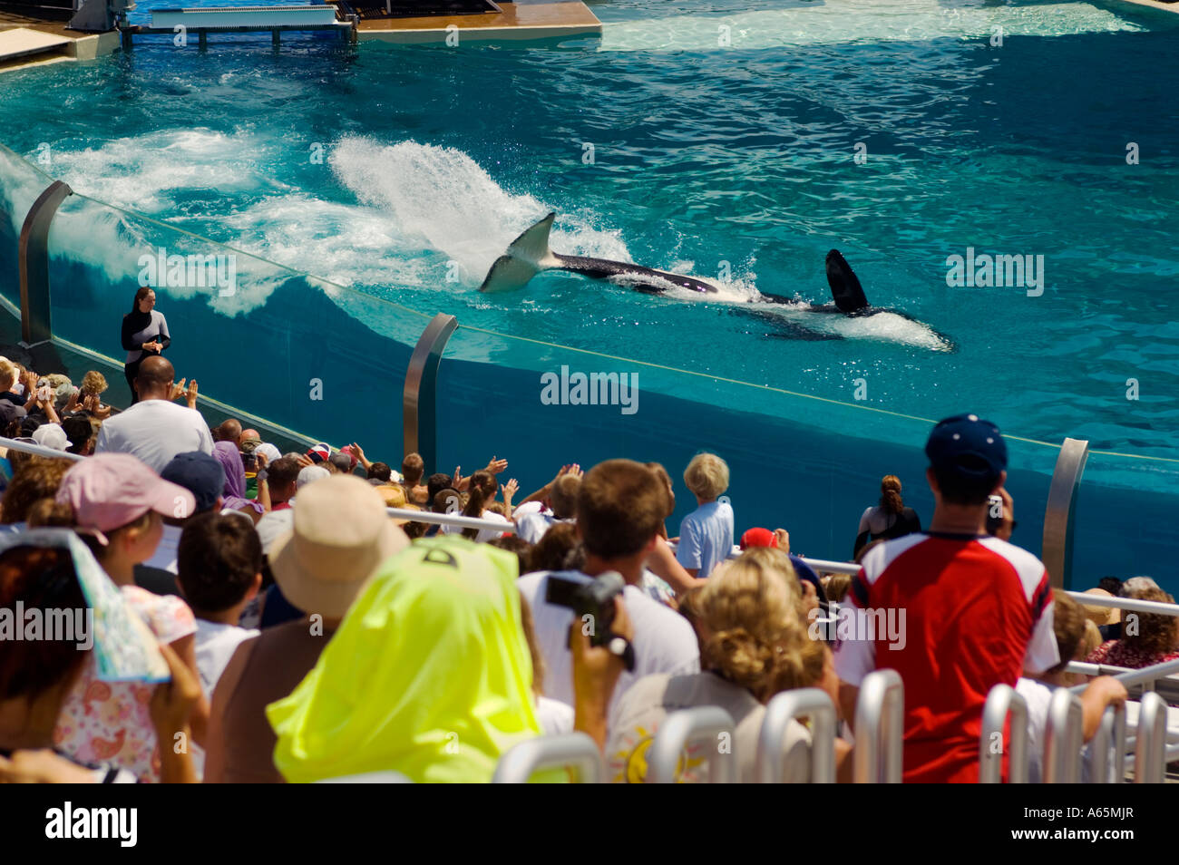 Killer Whale orcinus orca splashing water on crowd people while ...