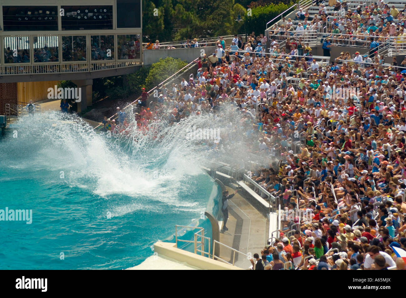 Killer Whale orcinus orca splashing water on crowd people while ...