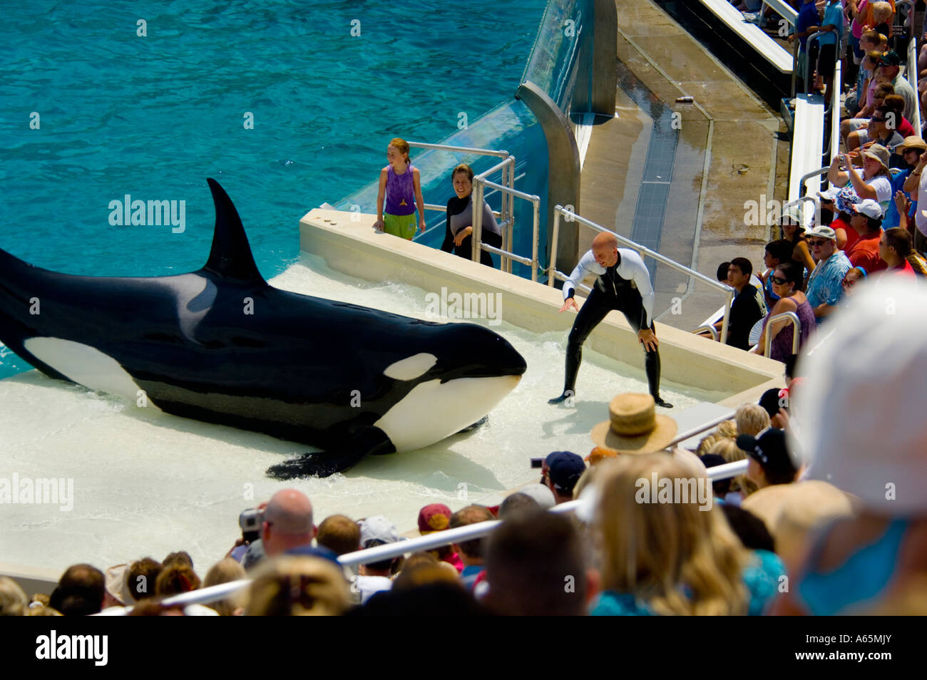 Large male killer whale orca hi-res stock photography and images - Alamy